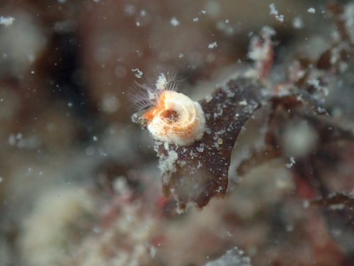 Genus Neodexiospira · iNaturalist