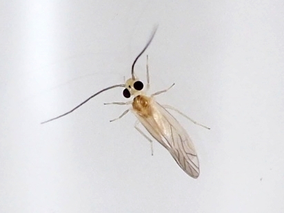 Lizard Barklice from Keller, TX, USA on May 7, 2021 at 08:51 PM by ...