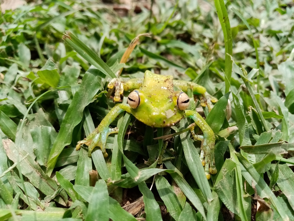Palmar Tree Frog from Puerto Quito on March 10, 2021 at 04:59 PM by ...