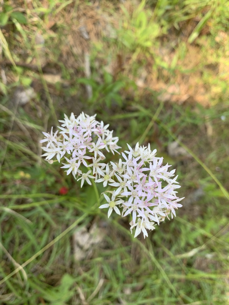 Canadian Meadow garlic from De Soto National Forest, Brooklyn, MS, US ...