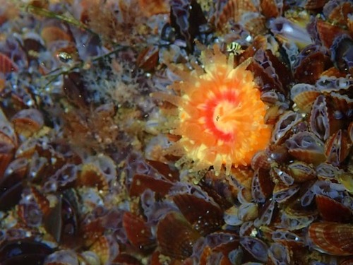 Balanophyllia capensis · iNaturalist