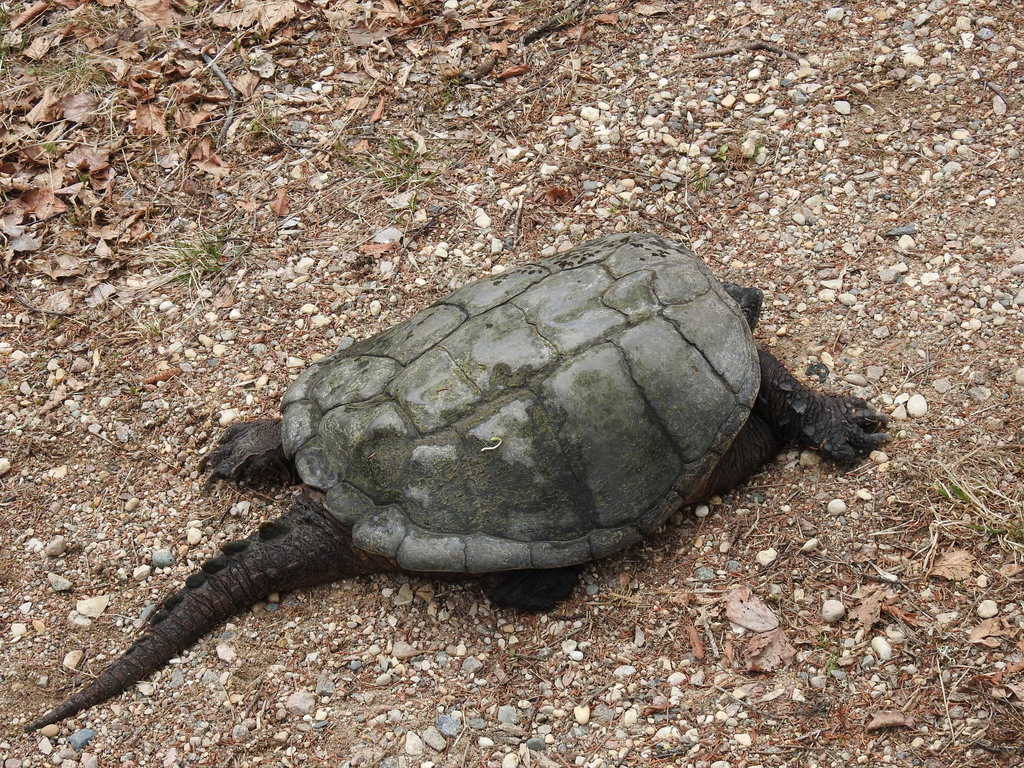 Common Snapping Turtle from Falcon Lake, MB R0E 2H0, Canada on May 04 ...