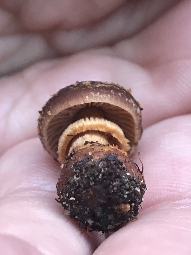 Descolea recedens from Lane Cove National Park, Lindfield, NSW, AU on ...