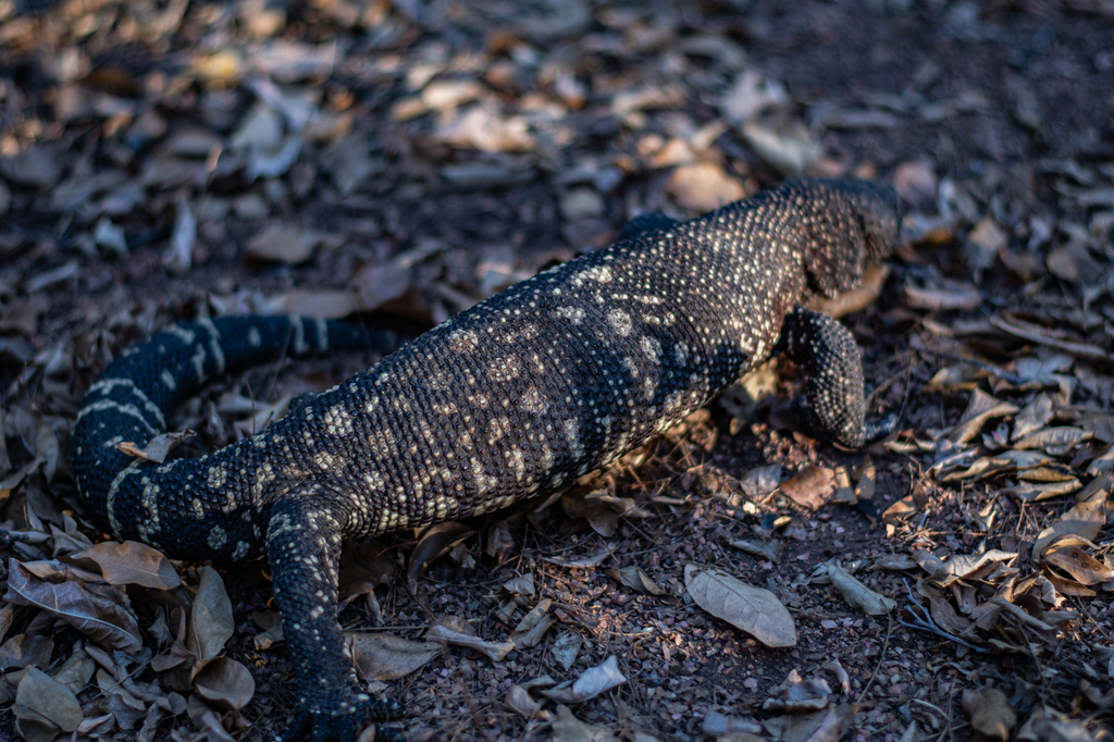 Beaded Lizard in April 2021 by annie ☆ · iNaturalist