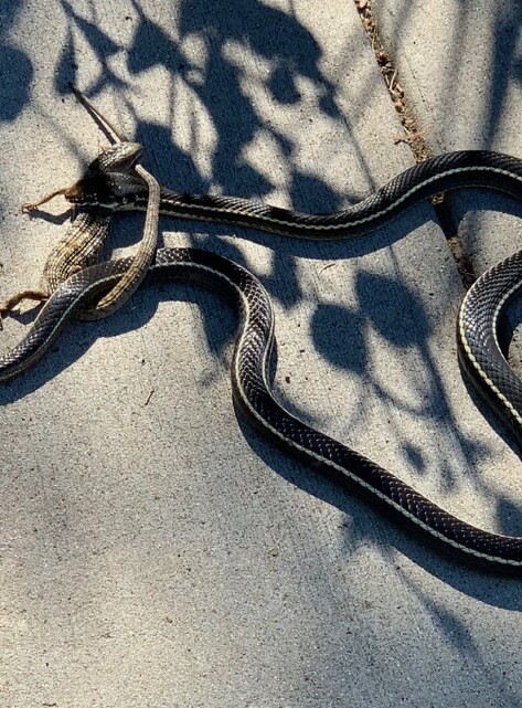 Striped Racer from Los Angeles, CA, USA on May 1, 2021 at 09:47 AM by ...