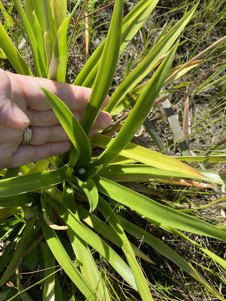 Panhandle Pipewort in May 2021 by Alan Weakley · iNaturalist