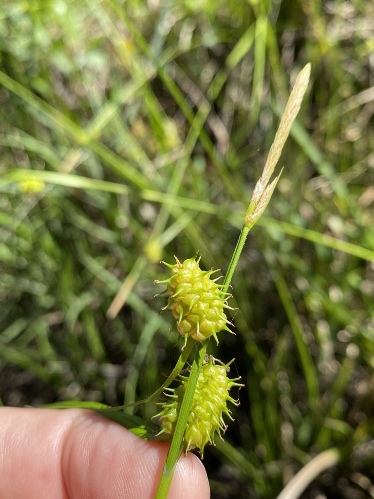 golden sedge in May 2021 by Alan Weakley · iNaturalist
