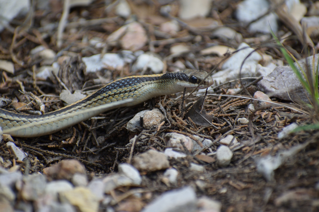 Texas Patch-nosed Snake from Blanco County, TX, USA on May 7, 2021 at ...