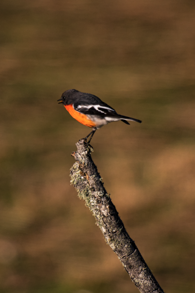 Flame Robin from South Bruny TAS 7150, Australia on May 06, 2021 at 08: ...