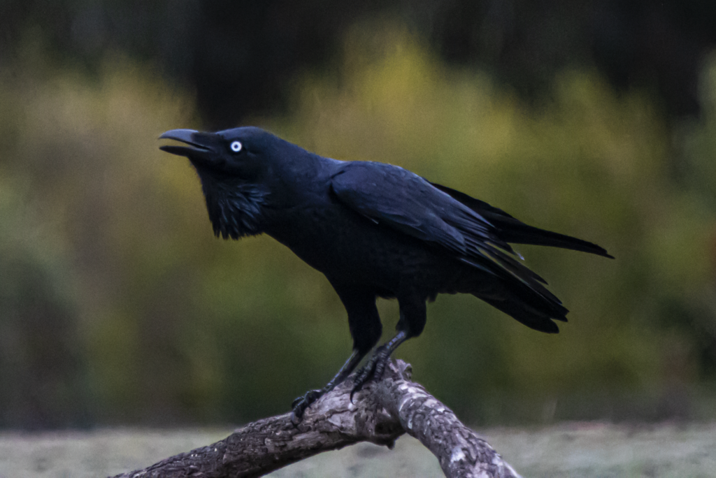 Forest Raven (Corvus tasmanicus) - Avian Discovery