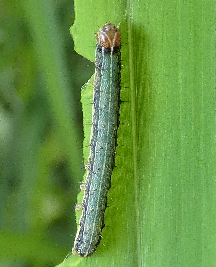 Fall Armyworm Moth from Zona rural de Paudalho - Pernambuco on May 7 ...