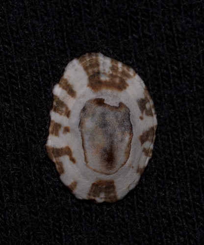 Patelloida heteromorpha · iNaturalist