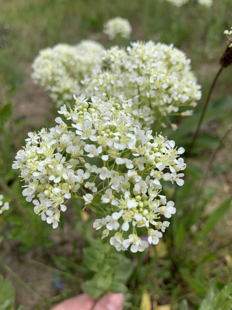 Heart-podded Hoary Cress (Whitetop) (Plants of Rosewood Nature Study ...