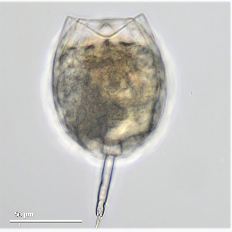 Lecane lunaris from Fuentes del río Mula, Murcia, España on April 23 ...