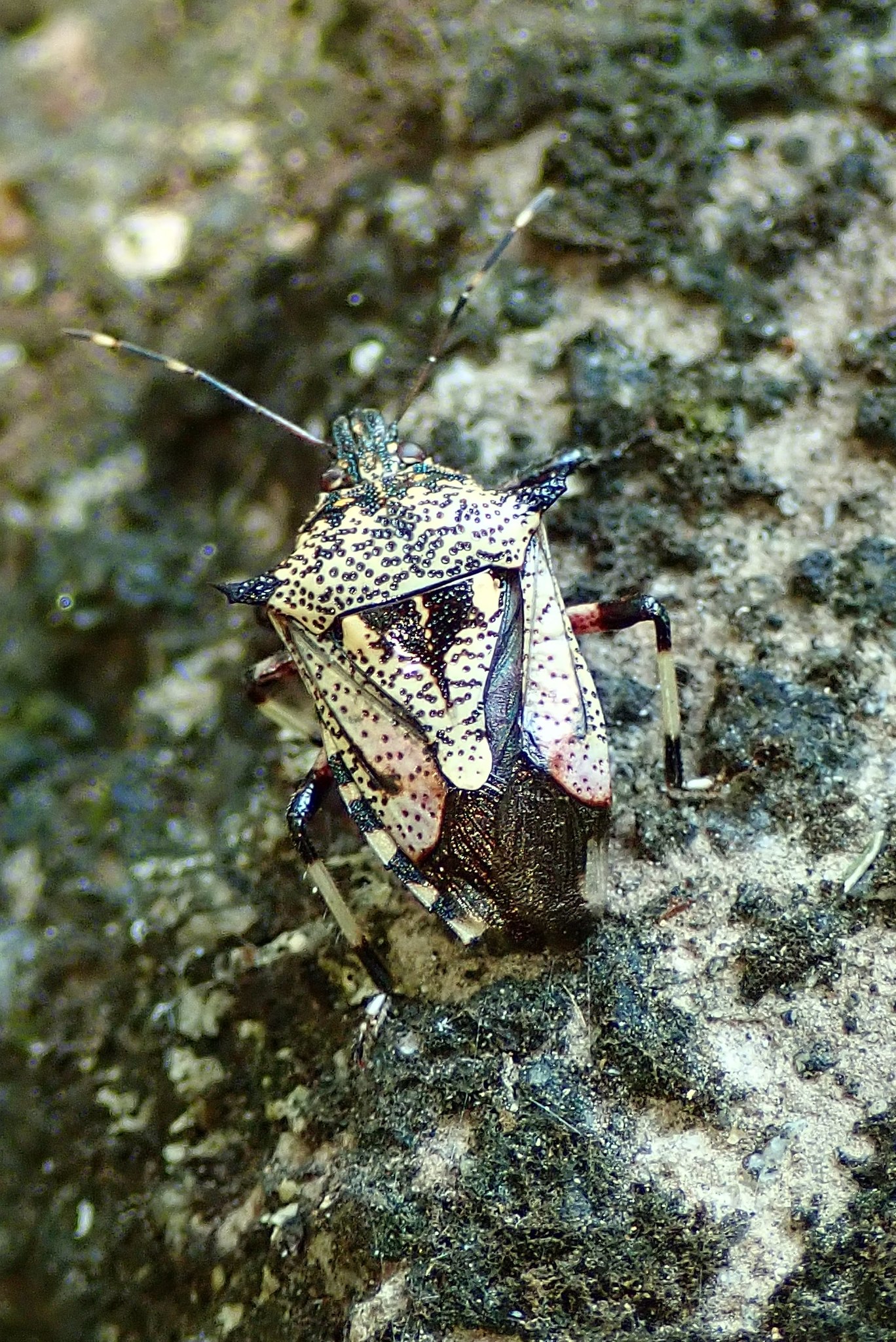 Eocanthecona furcellata (Wolff, 1811)