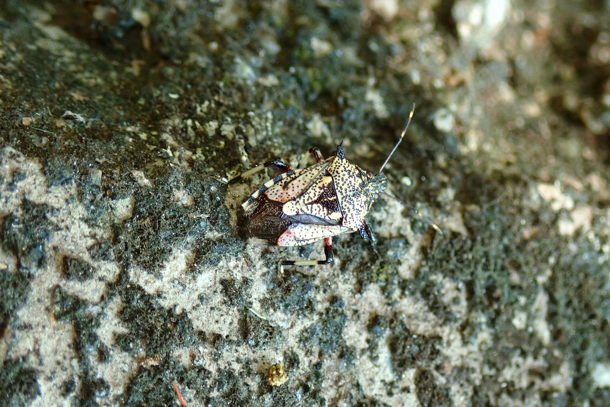 Eocanthecona furcellata (Wolff, 1811)