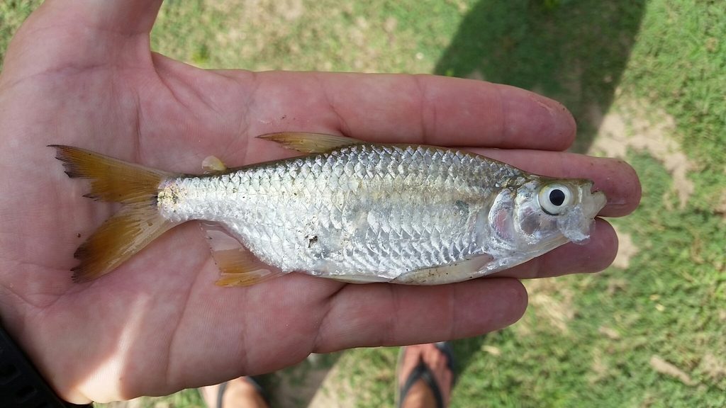 African Tetras (Alestidae) - Marine Life Identification