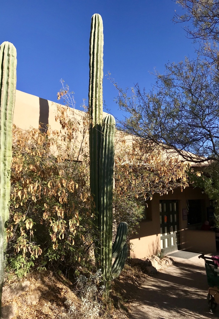 Cardón desde Tucson Mountain County Park, Tucson, AZ, US el 05 de enero ...