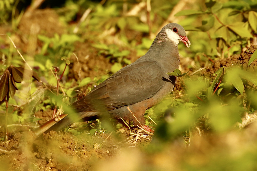 Metallic Pigeon from Naitasiri, Fiji on September 17, 2016 at 12:47 PM ...