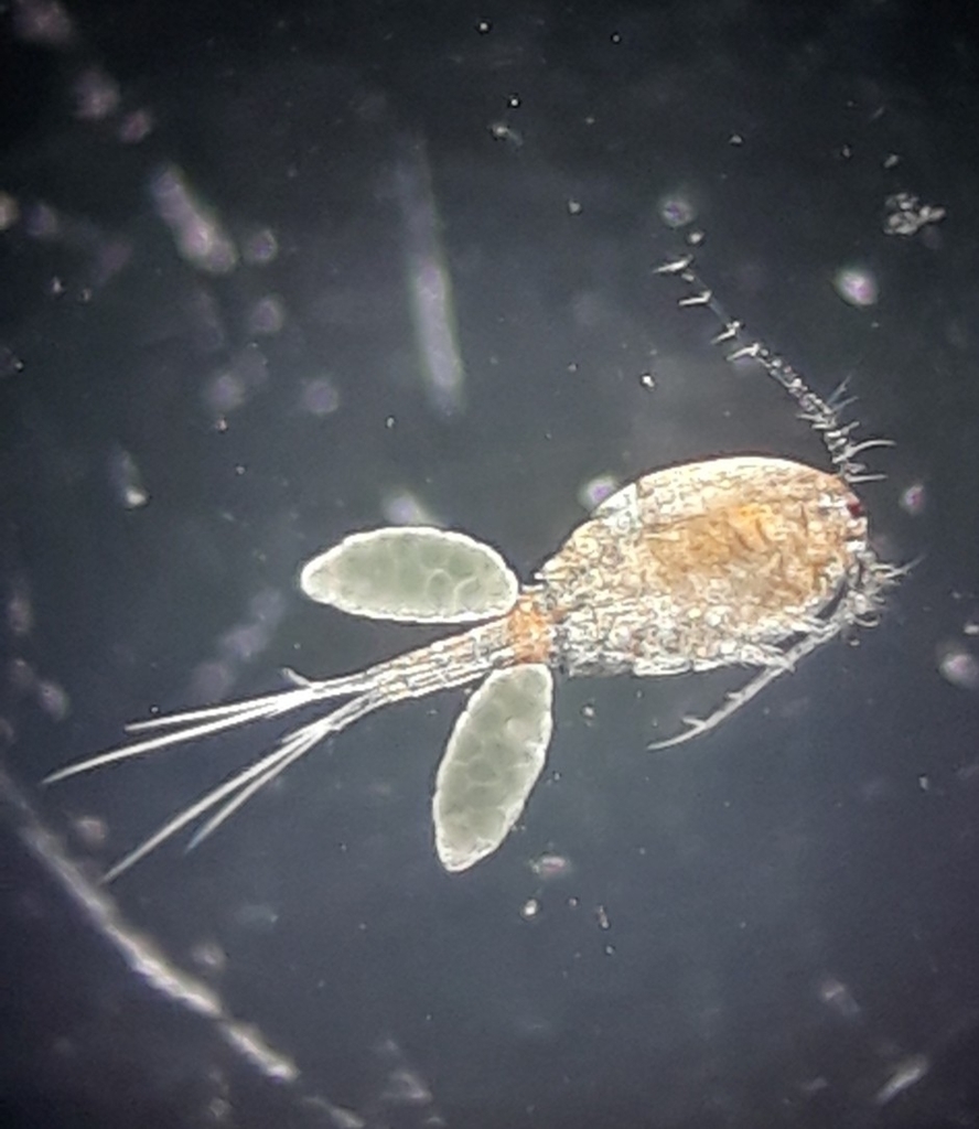 Eucyclops serrulatus from 3340, Waidhofen an der Ybbs on May 01, 2021 ...