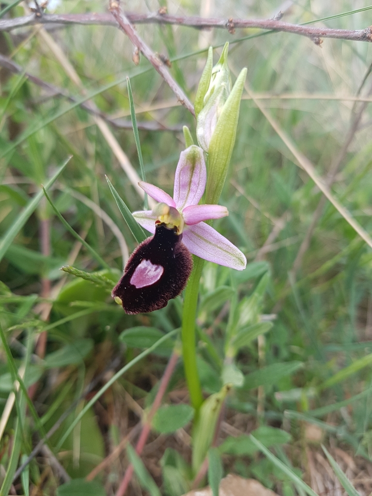 Ophrys bertolonii benacensis in May 2021 by kssonade · iNaturalist