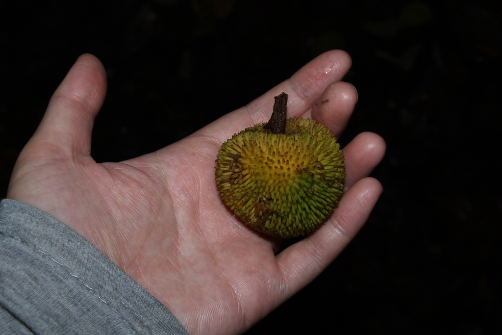 Monkey Jack (Artocarpus rigidus) - Botanical Realm