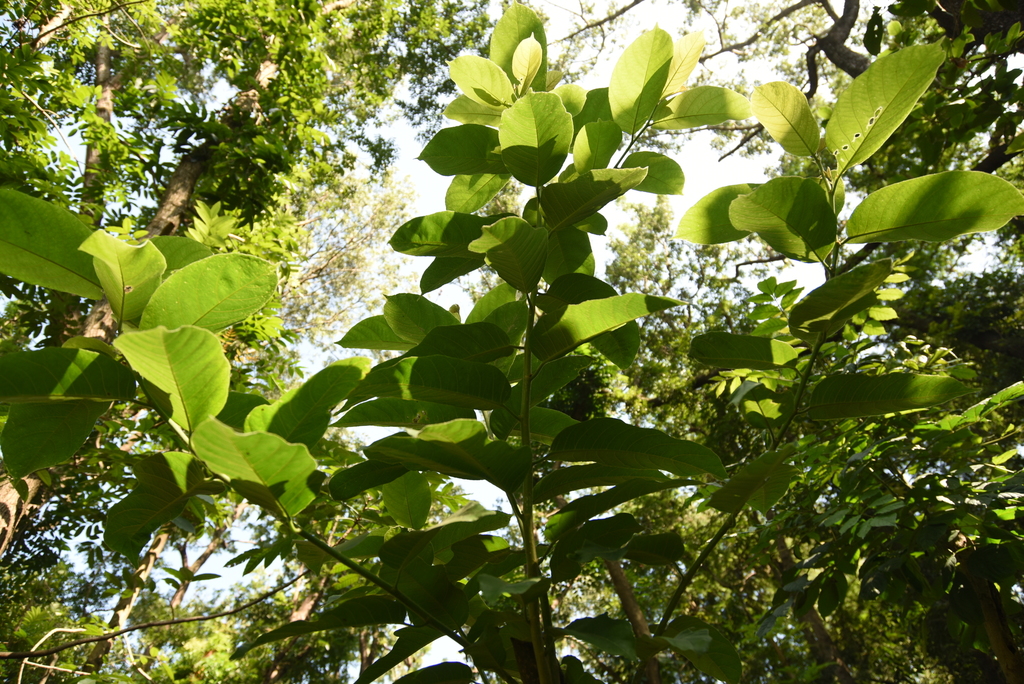 Monkey Jack (Artocarpus rigidus) - Botanical Realm