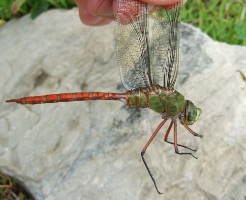 Comet Darner (Virginia Dragonflies) · iNaturalist
