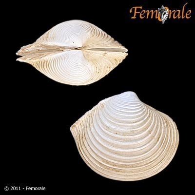 Genus Harvella · iNaturalist