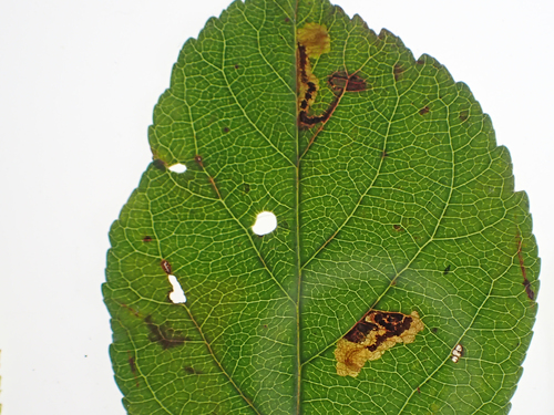 Stigmella incognitella · NaturaLista Colombia