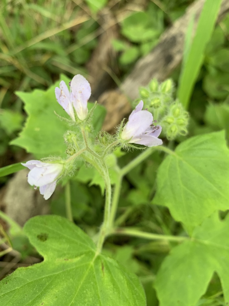 great waterleaf from Mc Lean, IL, US on May 8, 2021 at 09:38 AM by ...