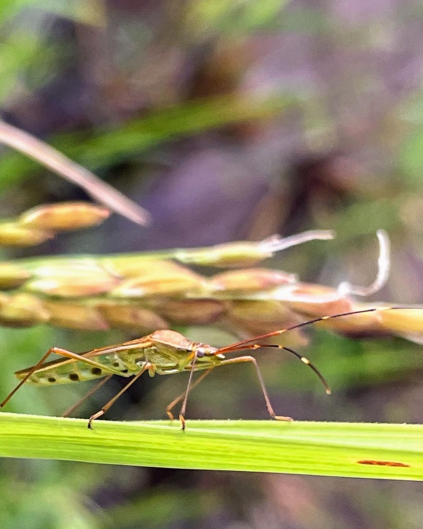 Leptocorisa oratoria (Fabricius, 1794)