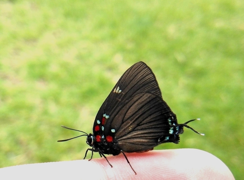 Brangas carthaea from Zapoapan, Ver., México on May 06, 2021 at 03:09 ...