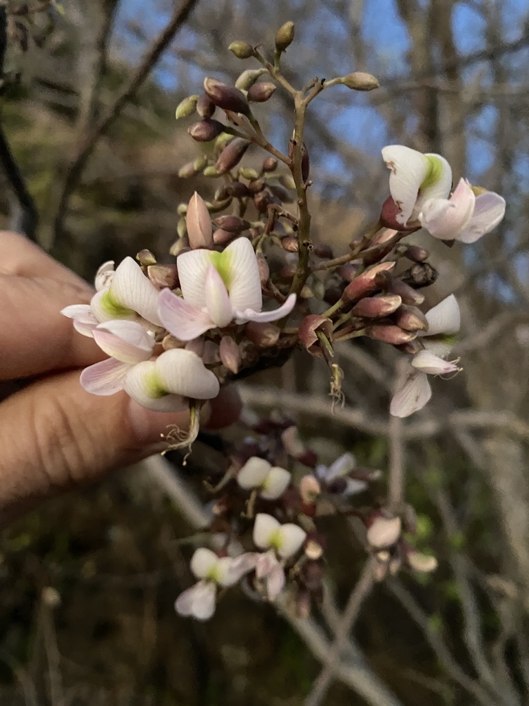 Stinkwood (Piscidia carthagenensis) - Botanical Realm