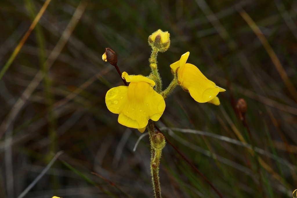 Corkscrew Plants (Genlisea) - Botanical Realm