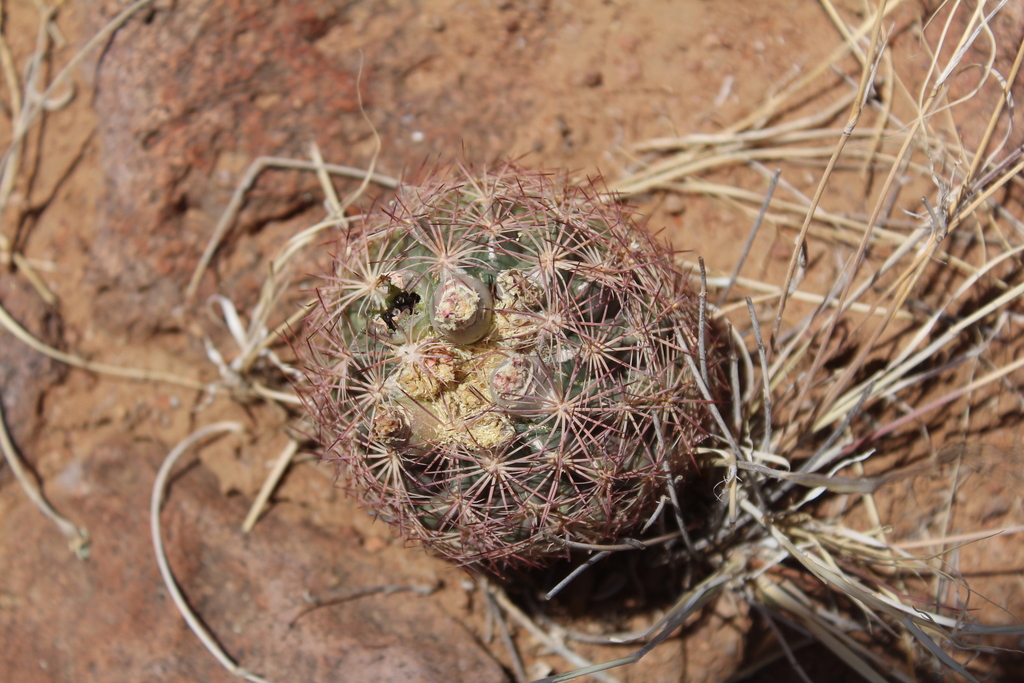 Woven-spine Pineapple Cactus in May 2021 by Ana Gatica Colima · iNaturalist