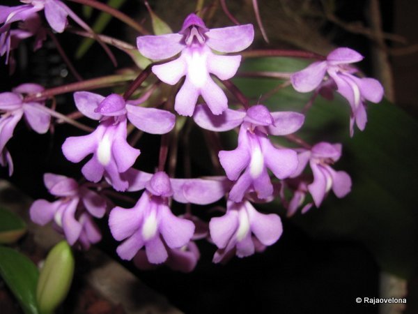 Cynorkis calanthoides in April 2011 by Landy Rita. epiphytic orchid ...