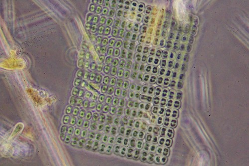 Merismopedia marssonii · iNaturalist Mexico