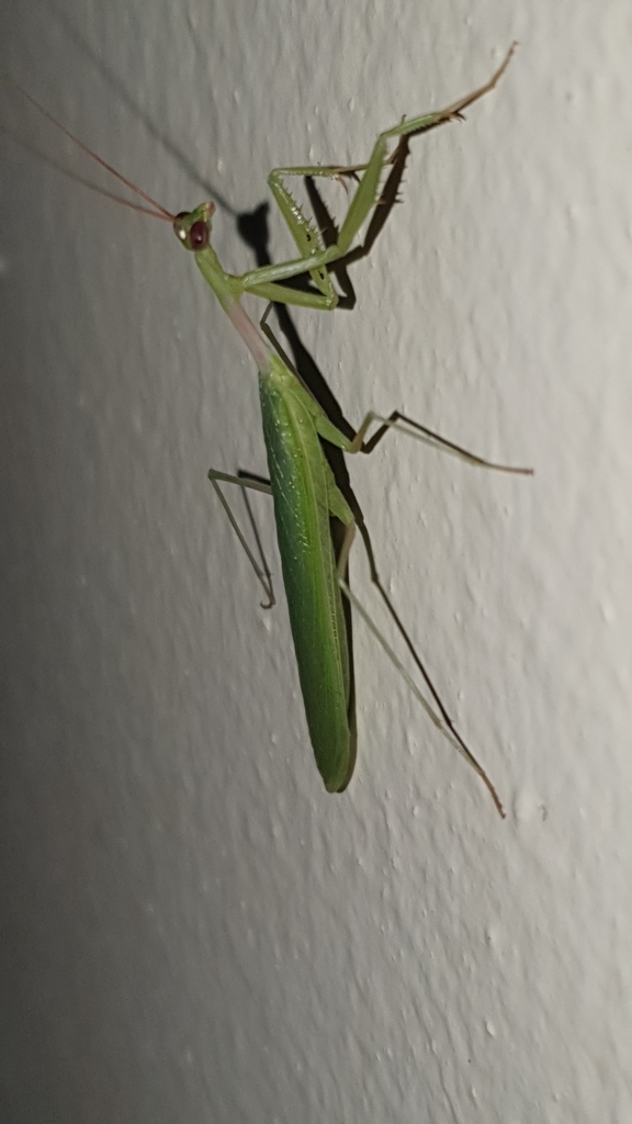 South African Mantis from George Municipality, South Africa on May 1 ...