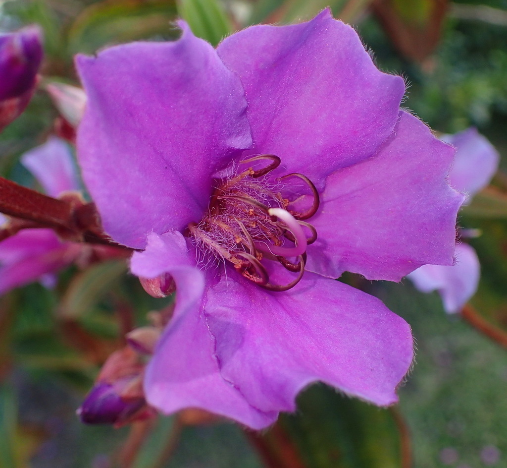 glory bush from Brenton-on-Sea, 6570, South Africa on April 30, 2021 at ...