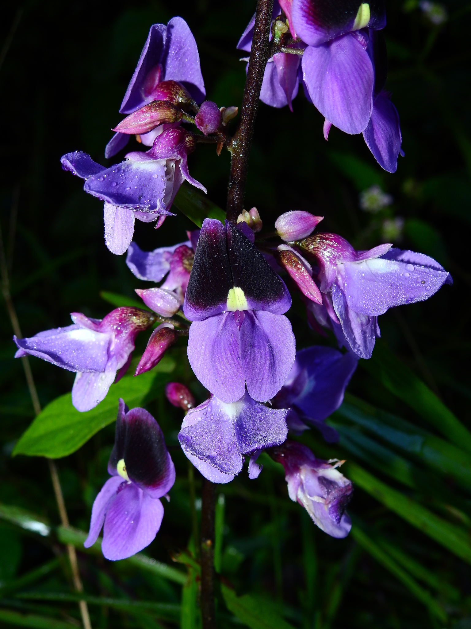 Dioclea virgata (Rich.) Amshoff