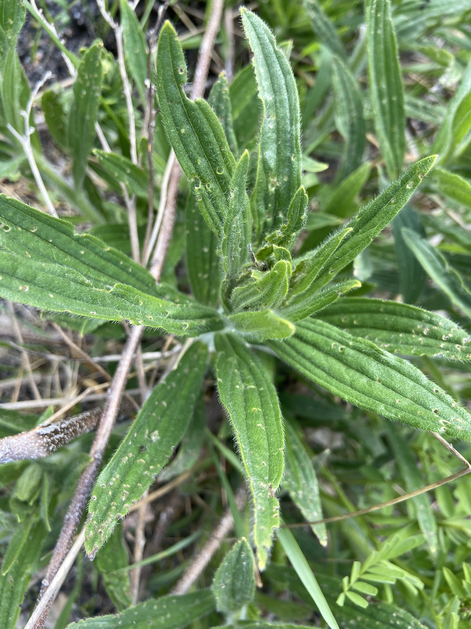 Lithospermum parviflorum Weakley, Witsell & D.Estes