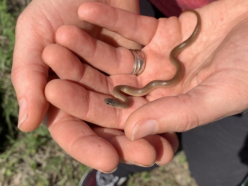 Great Plains Ground Snake (Sonora episcopa) - Snakes and Lizards