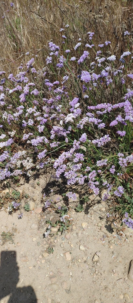 Blue statice from Rancho Peñasquitos, San Diego, CA, USA on May 08 ...