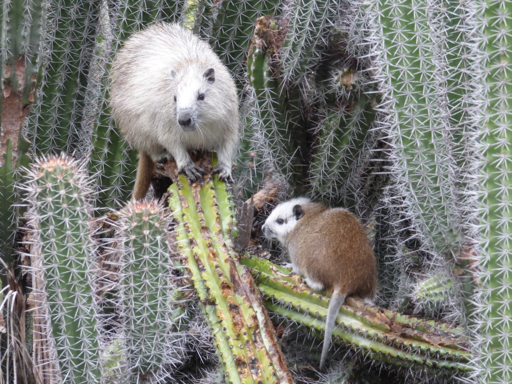 Ctenohystricans (Hystricomorpha) - Know Your Mammals