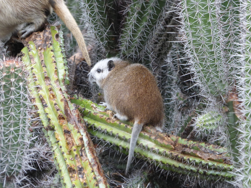 Cuban Ground Hutia (Capromys pilorides) - Know Your Mammals