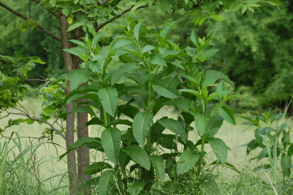 American pokeweed from McKinney, TX, USA on May 08, 2021 at 10:51 AM by ...