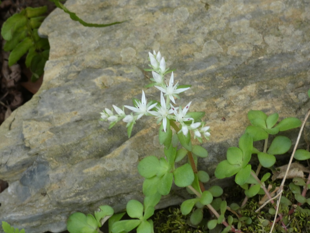 woodland stonecrop from Washington County, MD, USA on May 2, 2021 at 04 ...