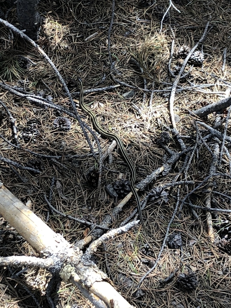 Mountain Garter Snake from Lake Valley State Recreation Area, South ...