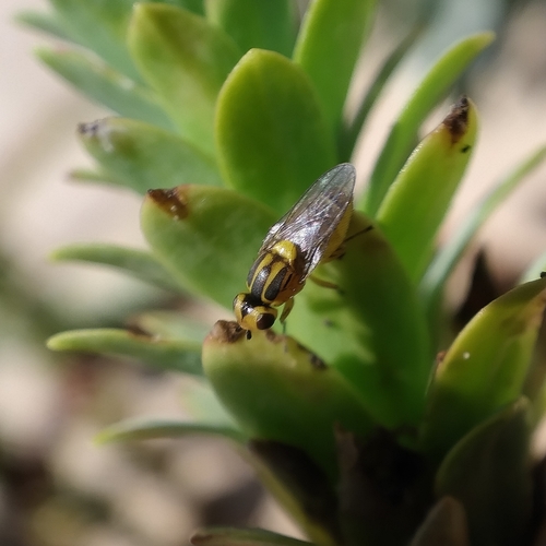 Chlorops troglodytes · iNaturalist